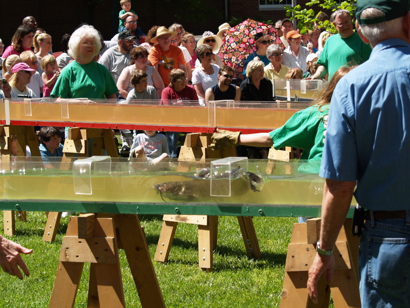 At the World's Biggest Fish Fry, "Capt'n, There Be Catfish Races ...