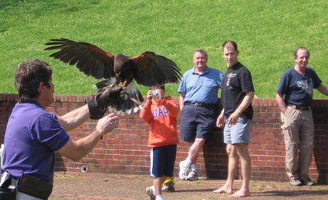 soar-hawk-flies-over-crowd - Clarksville Online - Clarksville News ...