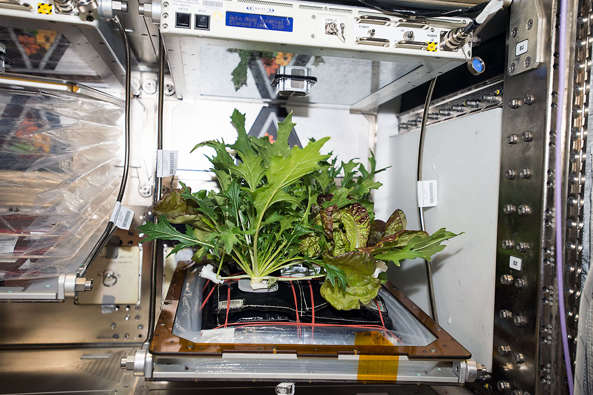 How Does Your Space Garden Grow? - Clarksville Online - Clarksville ...