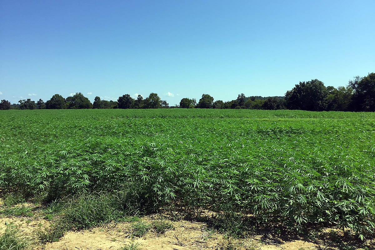 Tennessee Department of Agriculture Industrial Hemp Grower applications ...