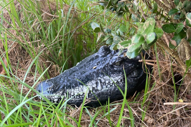 Clarksville Parks and Recreation uses Predator Decoys to battle Geese ...