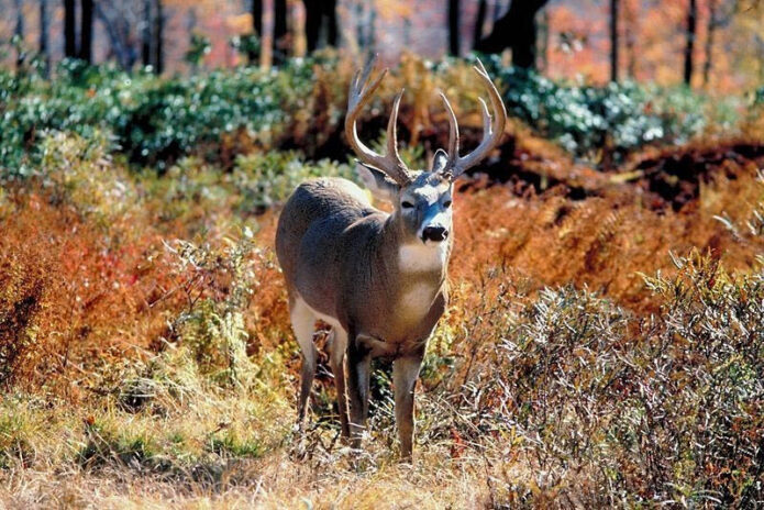 Land Between the Lakes taking Applications for Quota Deer Hunts now ...