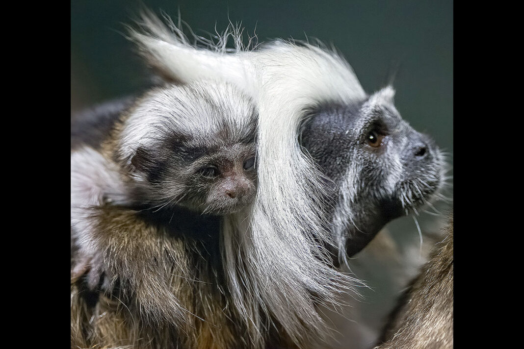 Nashville Zoo announces Tamarin Monkey born at the Zoo - Clarksville ...