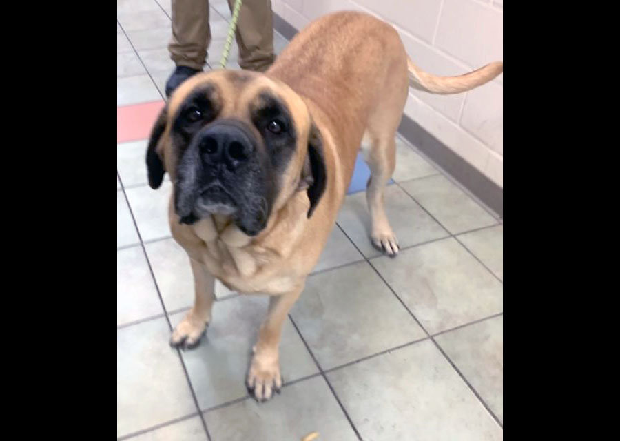 Montgomery County Animal Care and Control - Jane Foster - Clarksville ...