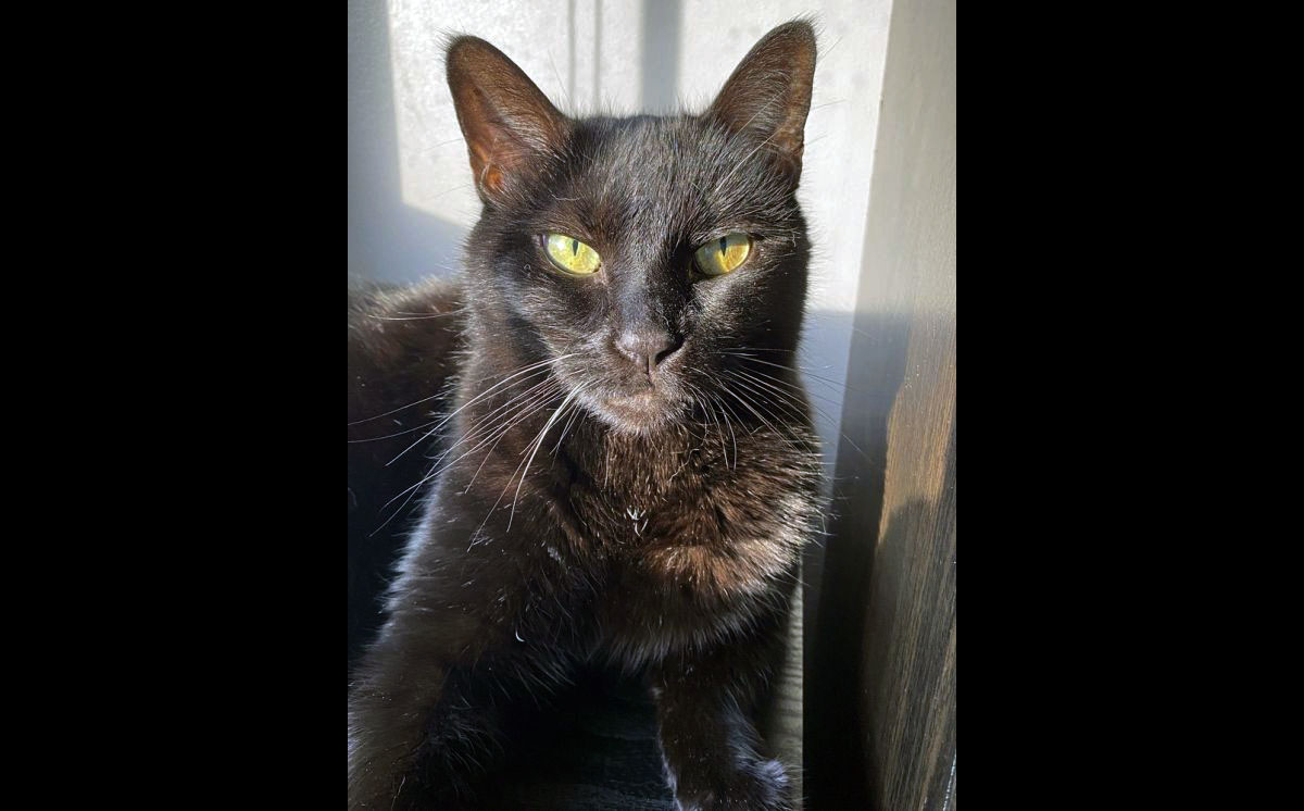 Clarksville Area Pets of the Week for November 14th, 2022 - Clarksville ...