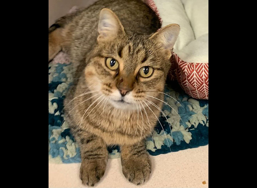 Montgomery County Animal Care and Control - Windy - Clarksville Online ...