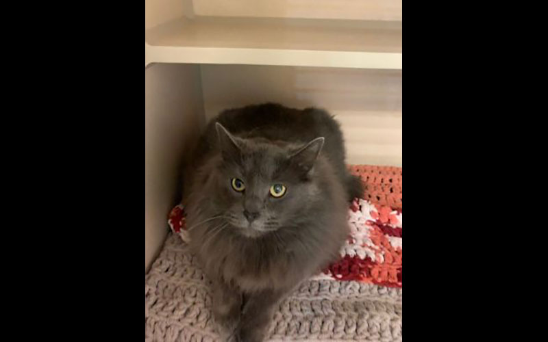 Montgomery County Animal Care and Control - Blue - Clarksville Online ...