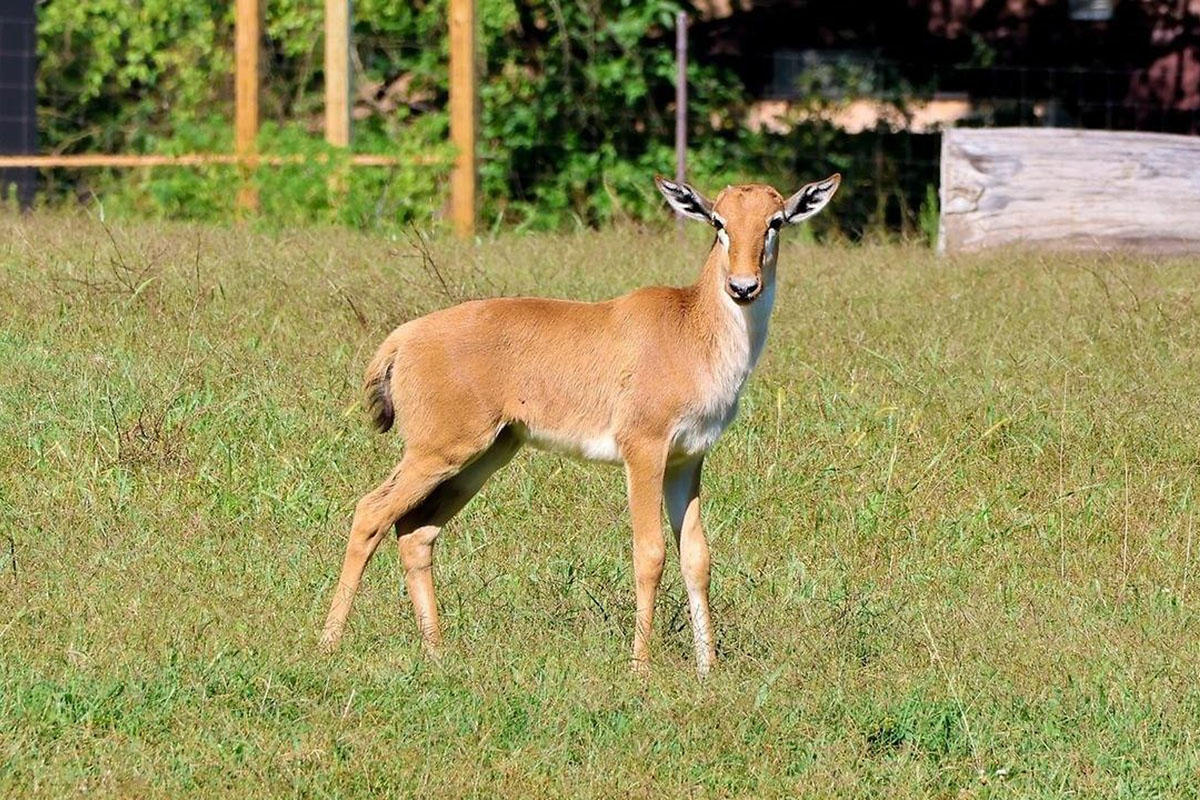 Nashville Zoo announces birth of Bontebok Calf - Clarksville Online ...