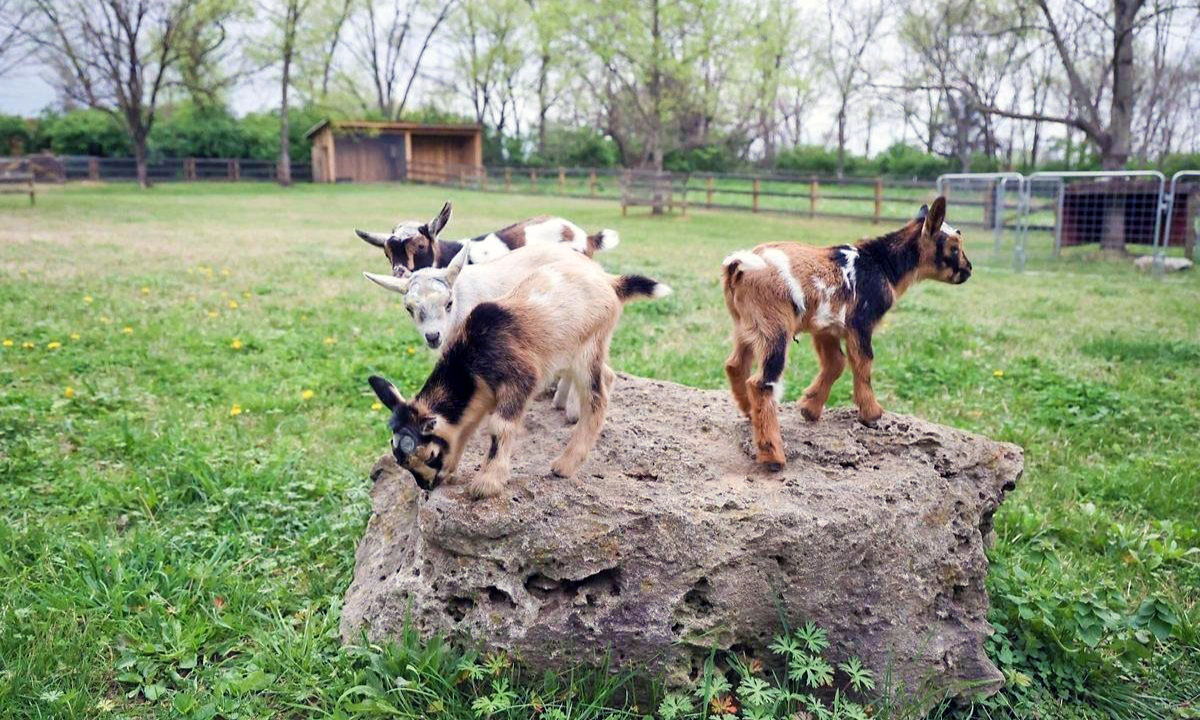 Nashville Zoo announces birth of Baby Nigerian Dwarf Goats ...