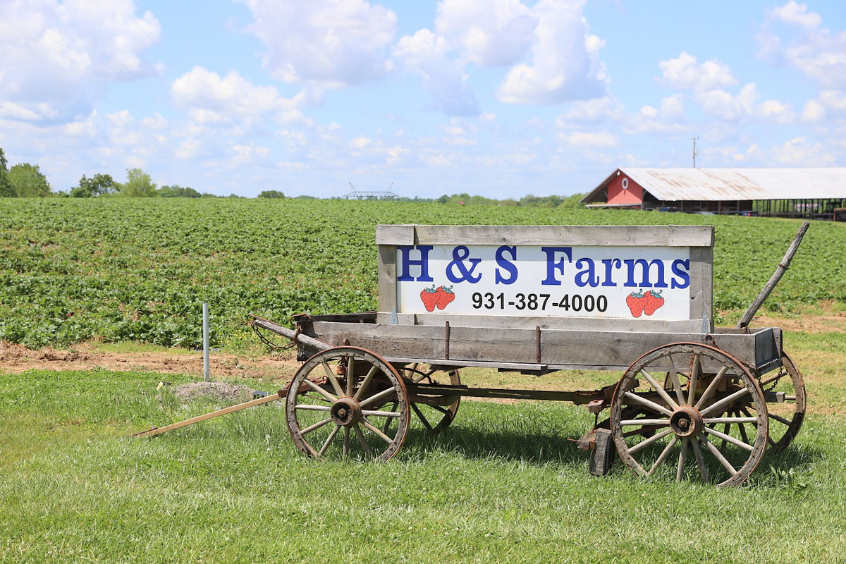 H&S Farms Delivers the Freshest Strawberries in Cunningham Tennessee ...