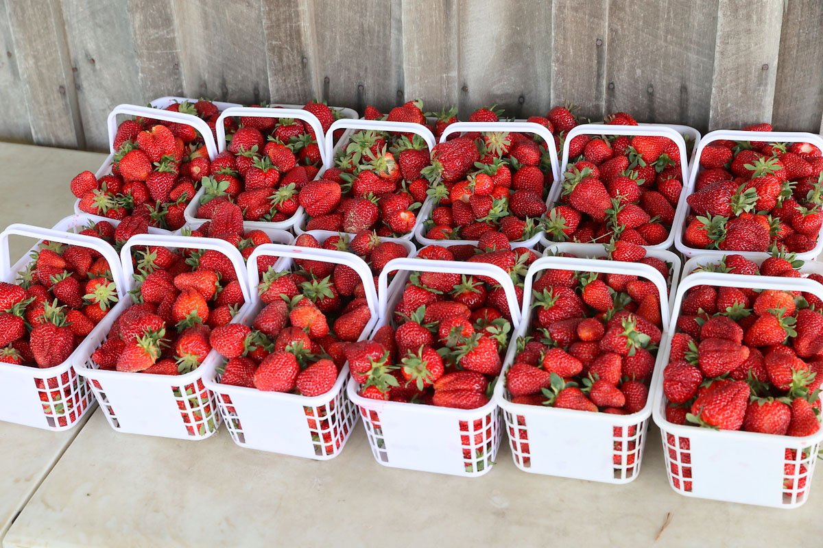 H&S Farms Delivers the Freshest Strawberries in Cunningham Tennessee ...