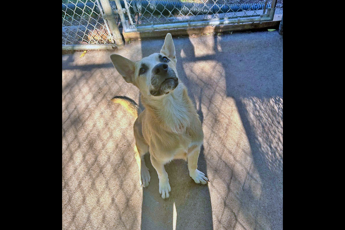 Montgomery County Animal Care Pets of the Week for October 15th, 2024 ...