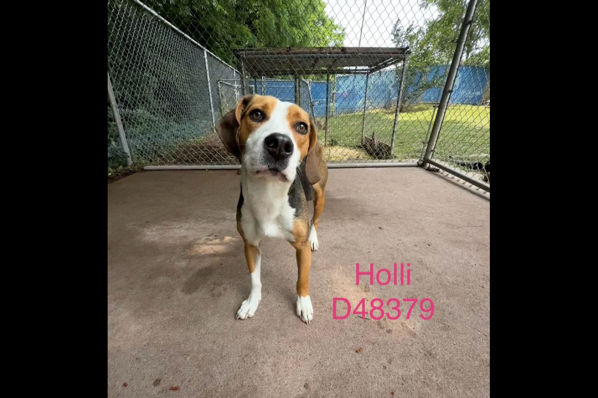 Montgomery County Animal Care and Control - Holli - Clarksville Online ...