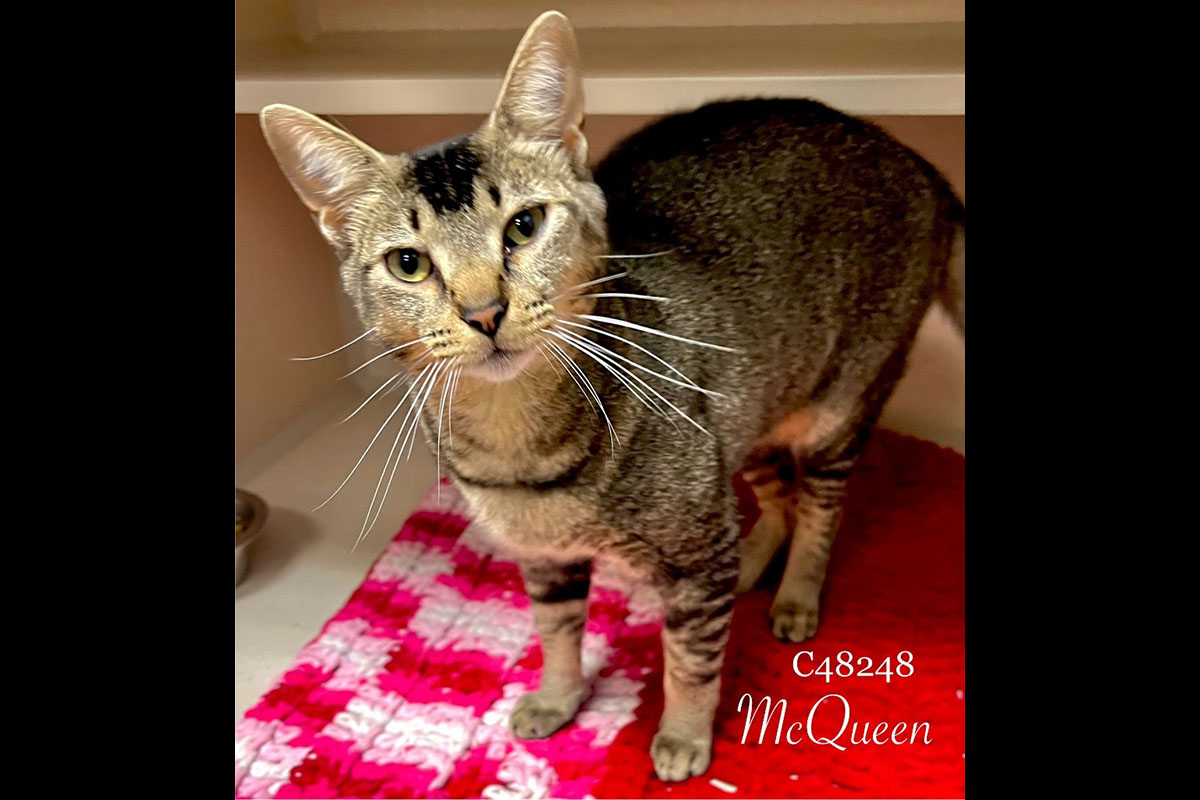 Montgomery County Animal Care and Control - McQueen - Clarksville ...