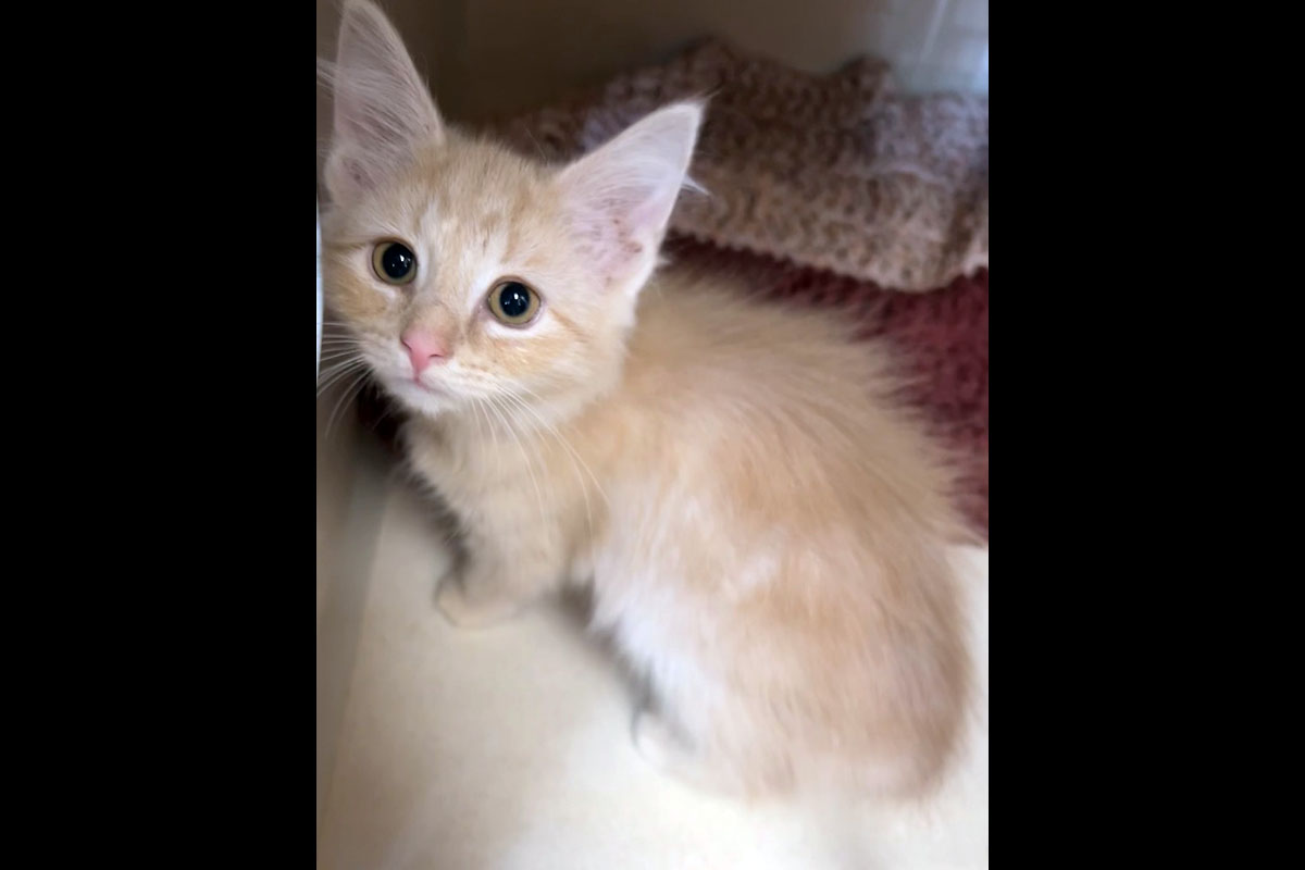 Montgomery County Animal Care and Control - Sigma - Clarksville Online ...