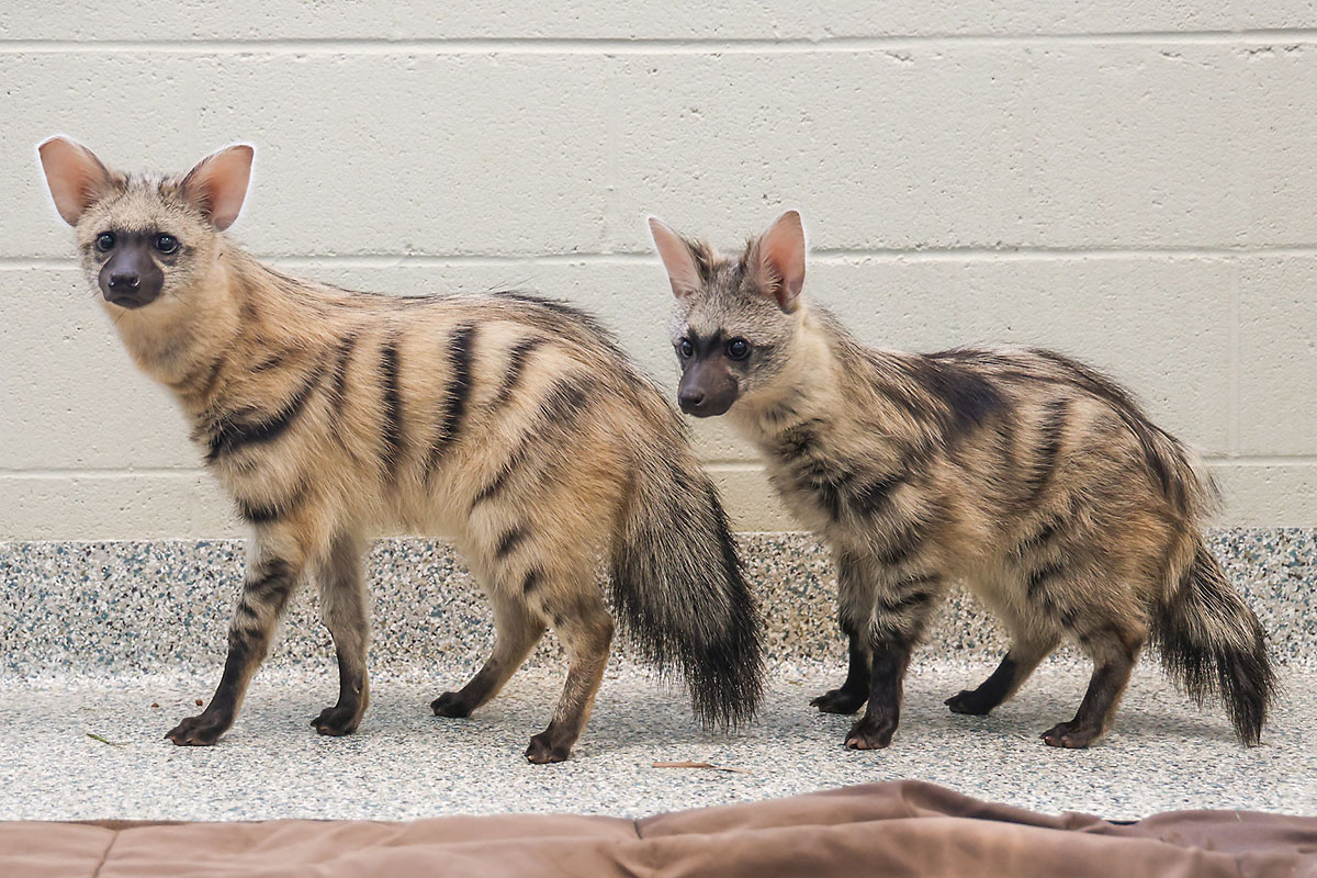 Nashville Zoo Welcomes Rare Aardwolf Pups to Growing Animal Nursery ...