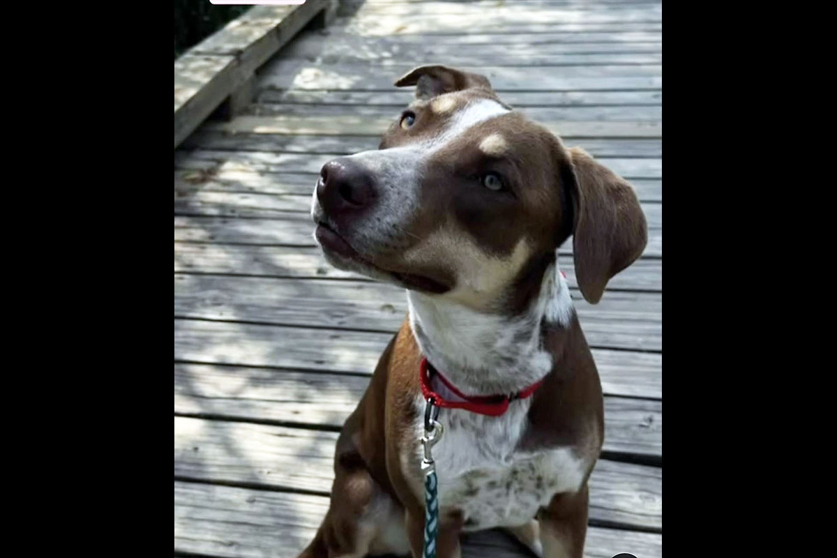 Two Ladies Caring Dog Rescue - Betty - Clarksville Online - Clarksville ...